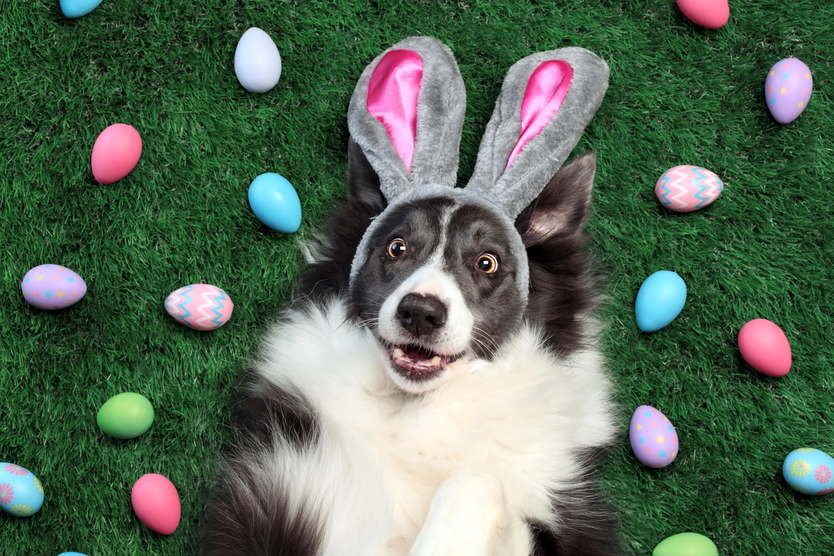 Things To Do On Holiday With A Dog At Easter - Saltburn Holiday Lets